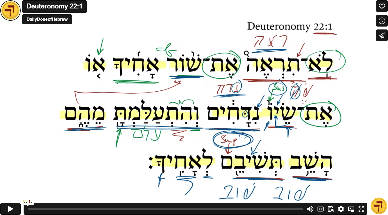 Deuteronomy 22:1 | Daily Dose of Hebrew