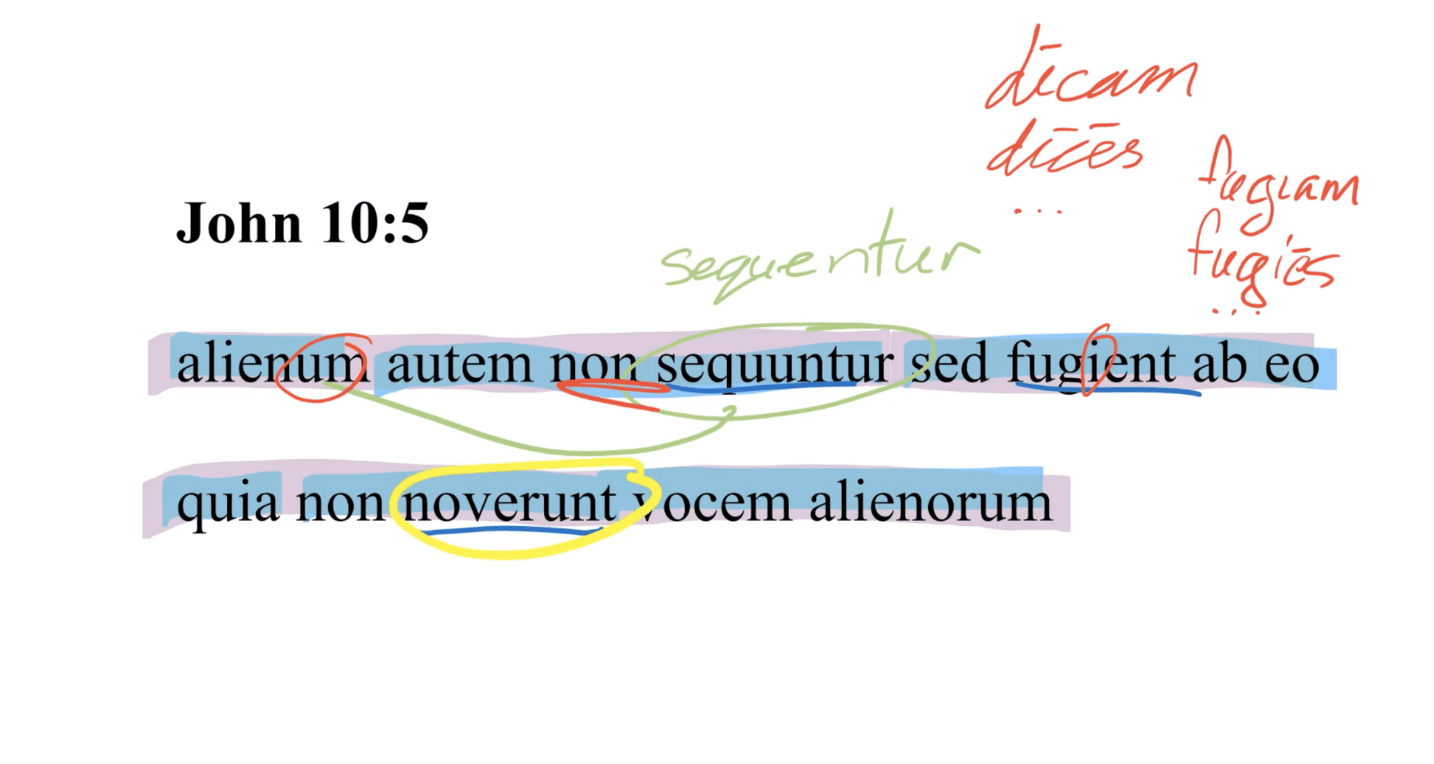 John 10:5 Latin Vulgate | Daily Dose of Latin